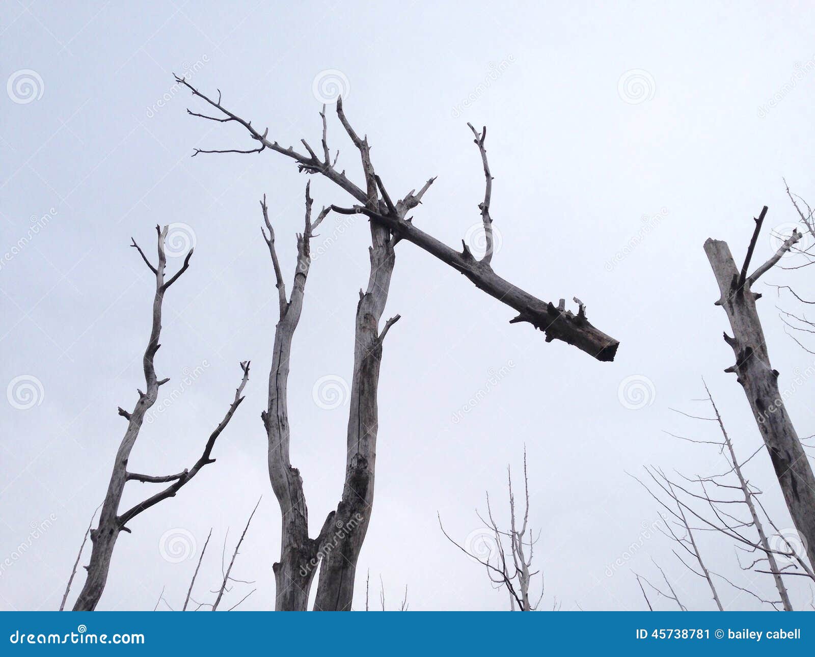 Dead trees stock image. Image of fallen, trees, outdoor - 45738781