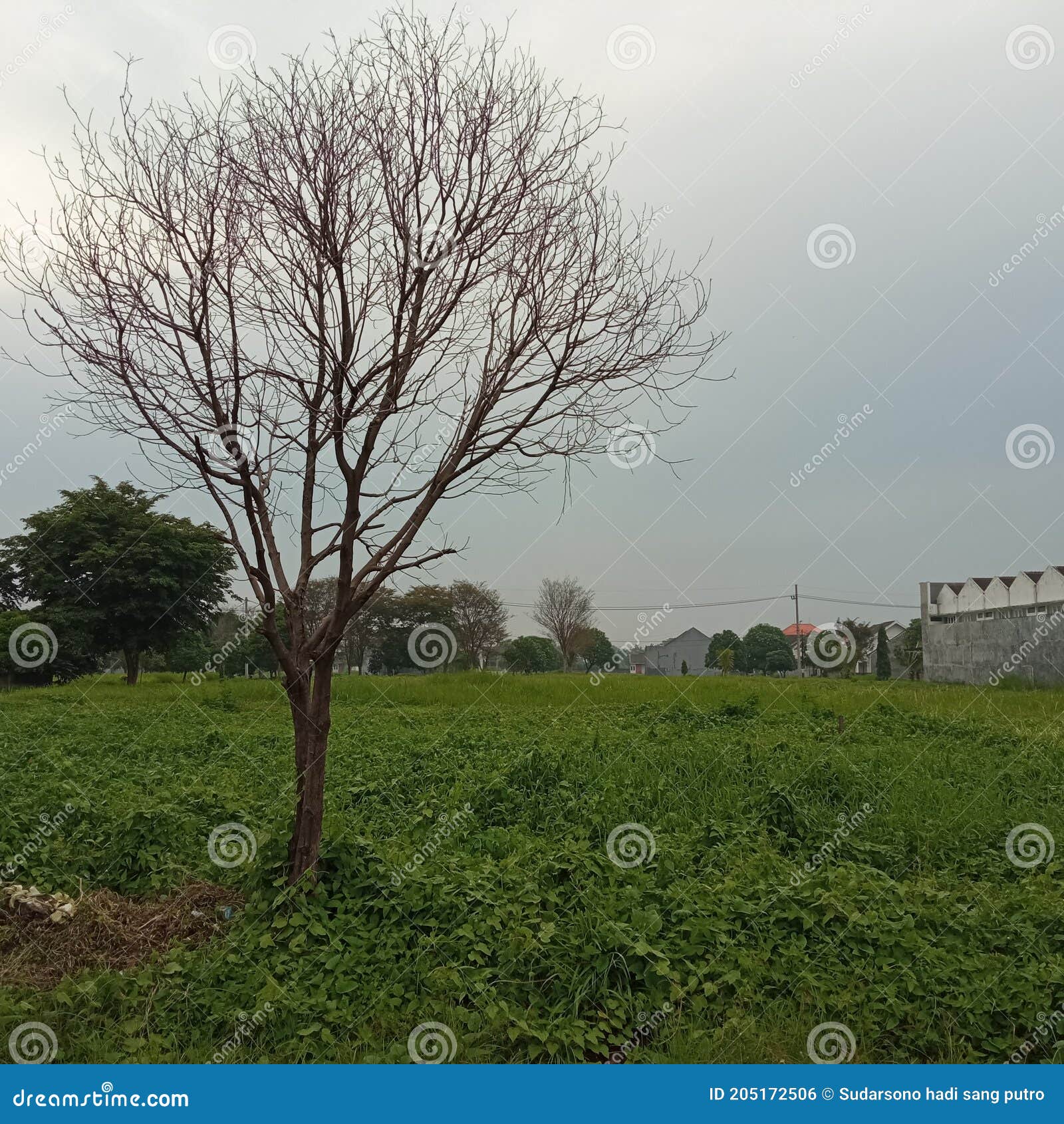 Dead trees in the field stock photo. Image of branch - 205172506