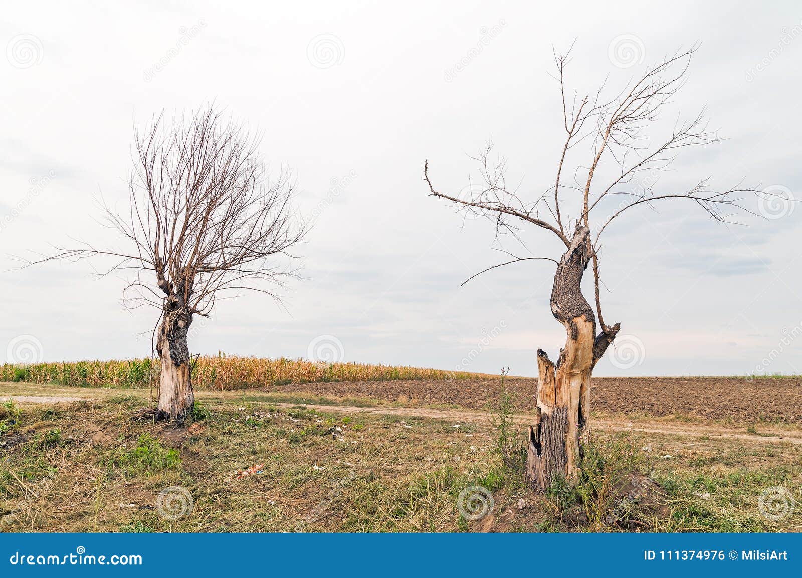 Dead Trees in a Field on a Cloudy Day at Fall Stock Photo - Image of ...
