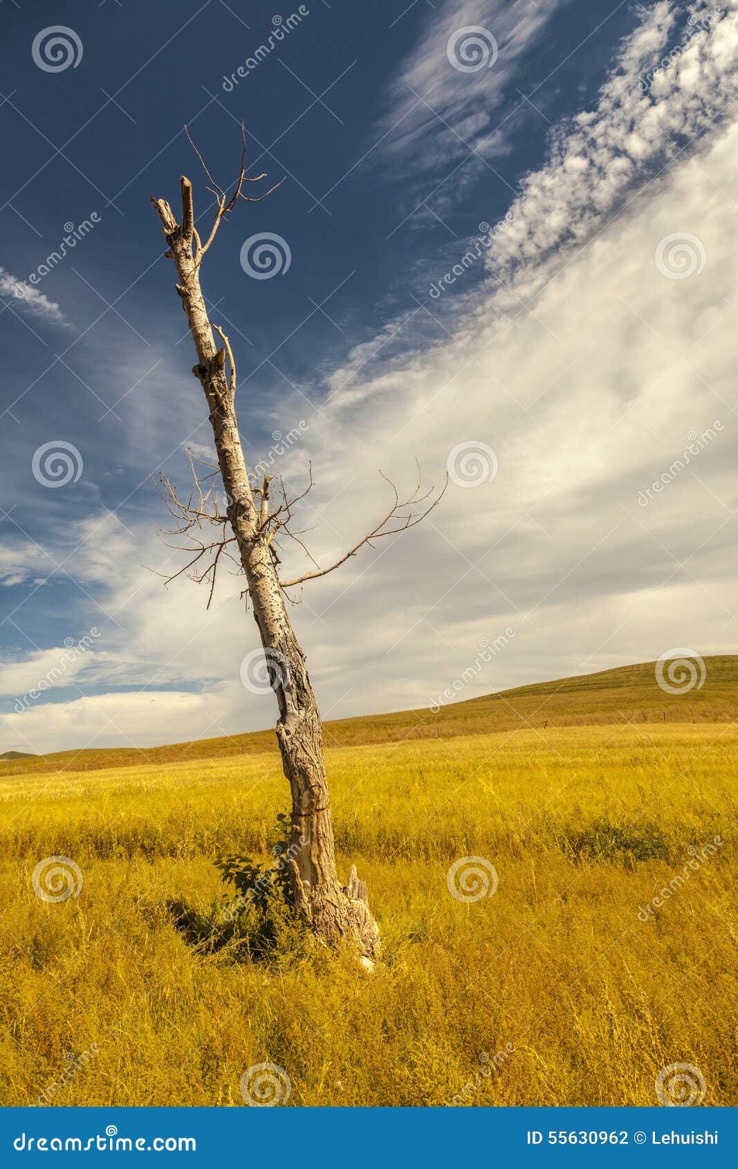 Dead Trees and Fields with White Clouds Blue Sky Stock Photo - Image of ...