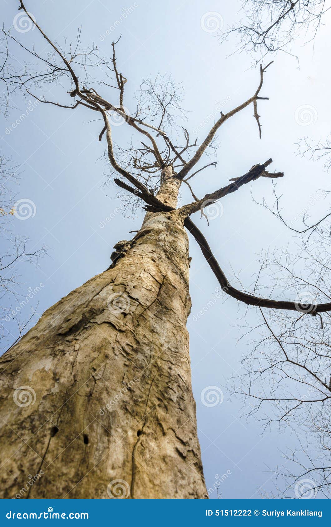 Dead trees after fire stock photo. Image of fire, deforestation - 51512222