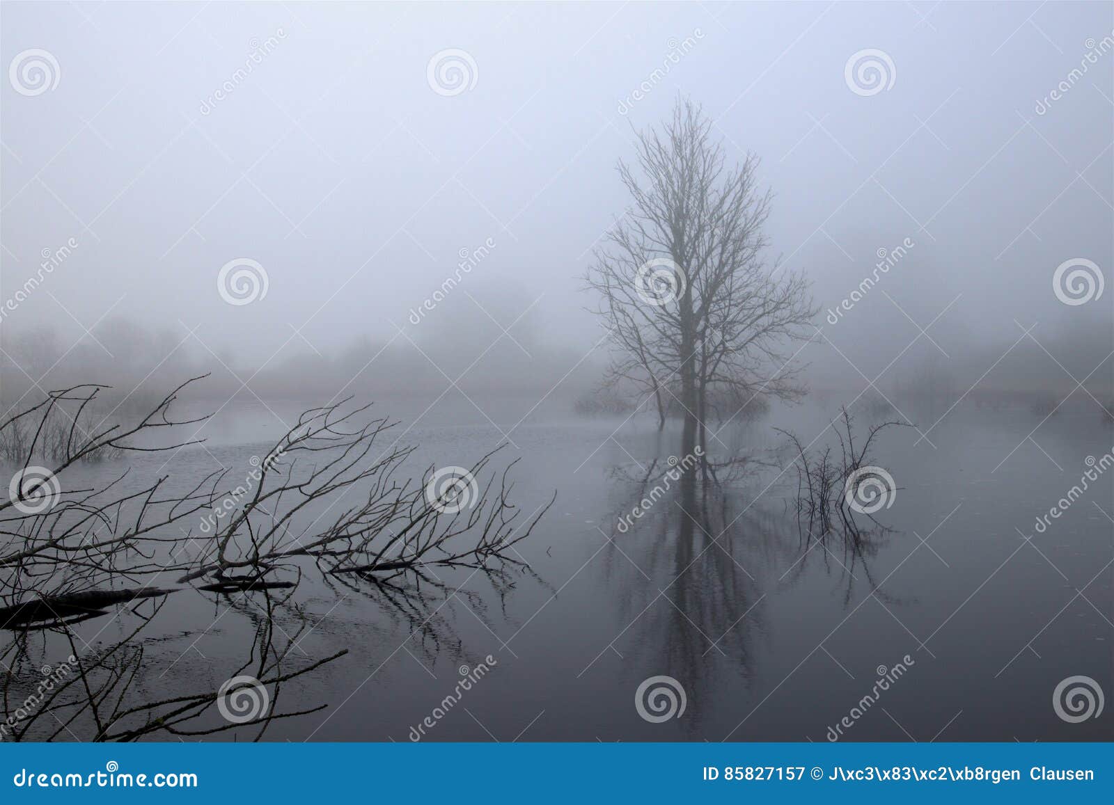Dead trees in the fog stock image. Image of winter, tree - 85827157