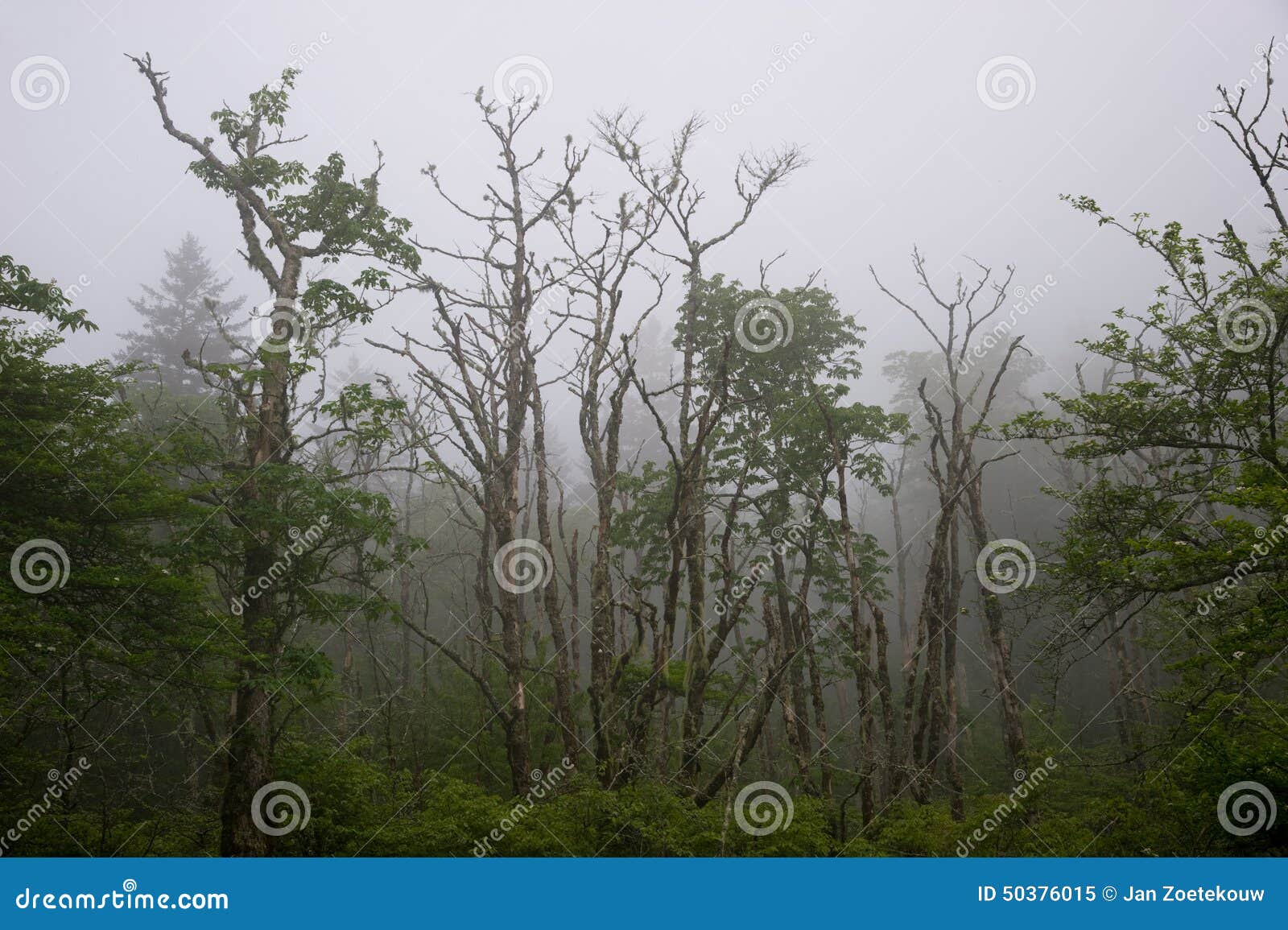 Dead trees in the fog stock image. Image of nature, wood - 50376015