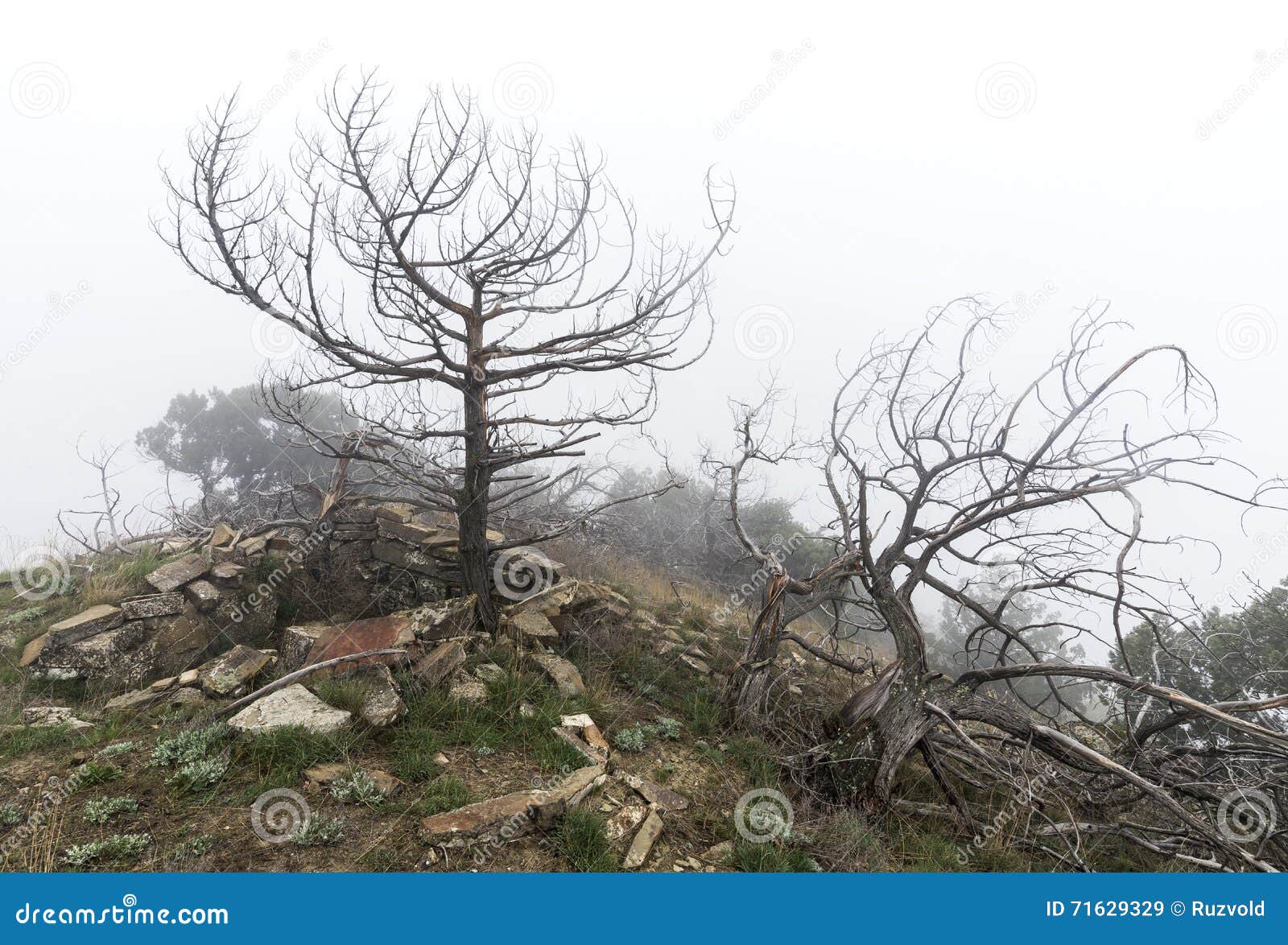Dead trees in the fog stock image. Image of rock, scenic - 71629329