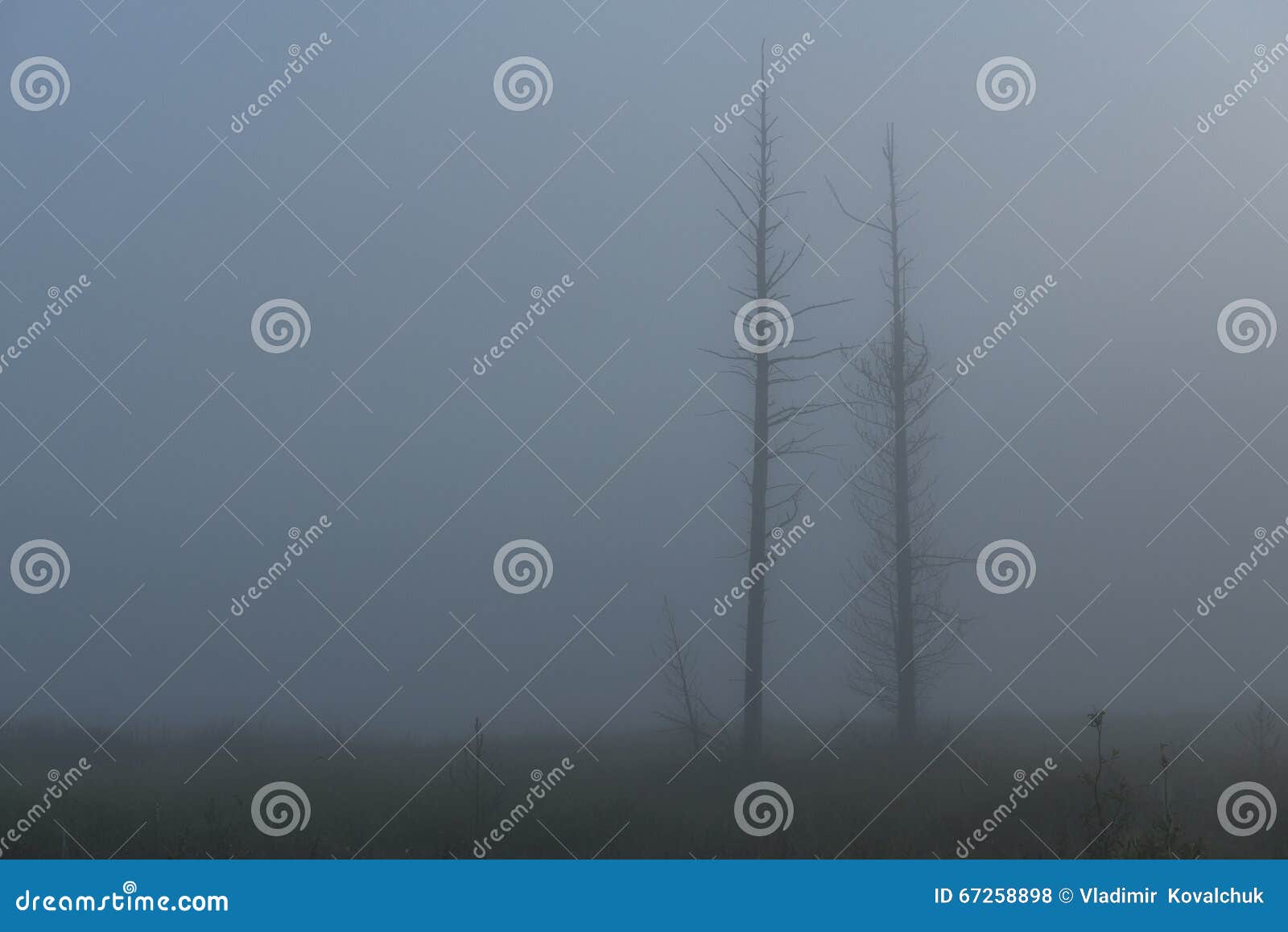 Dead Trees in the Fog on the Swamp Stock Photo - Image of reed ...