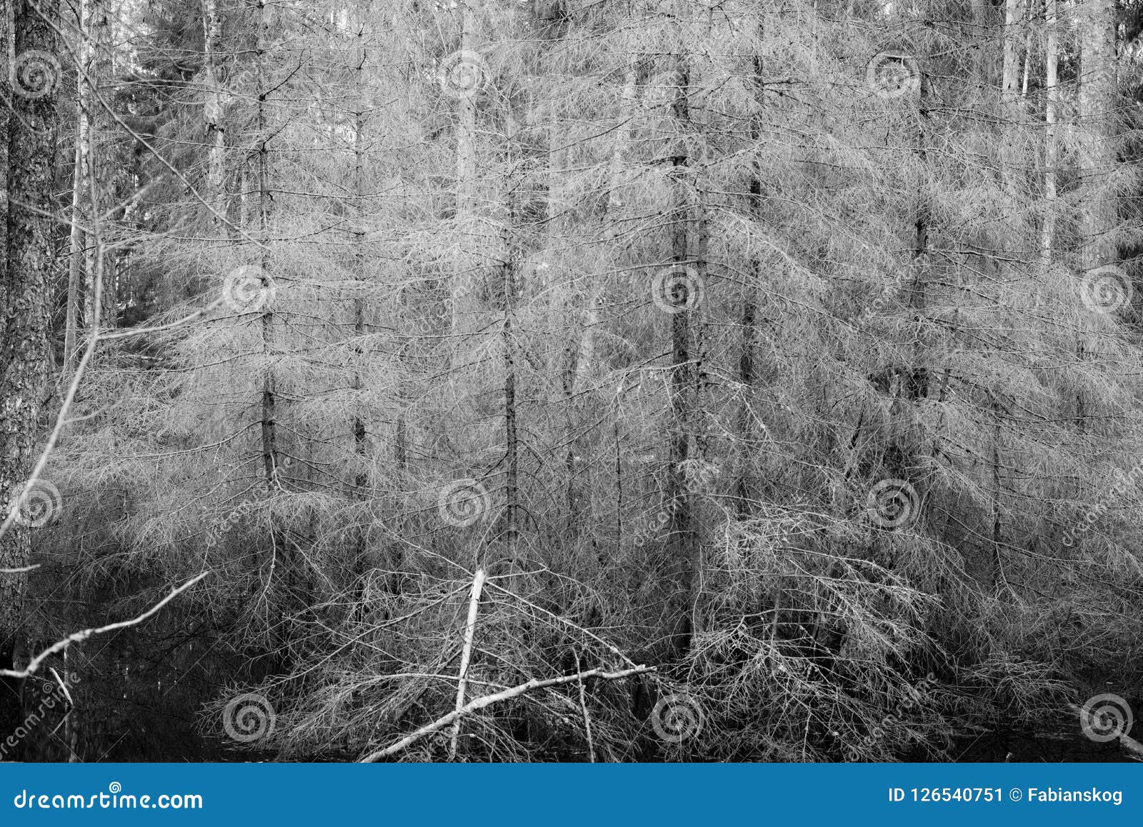 Dead trees in the forest stock image. Image of texture - 126540751