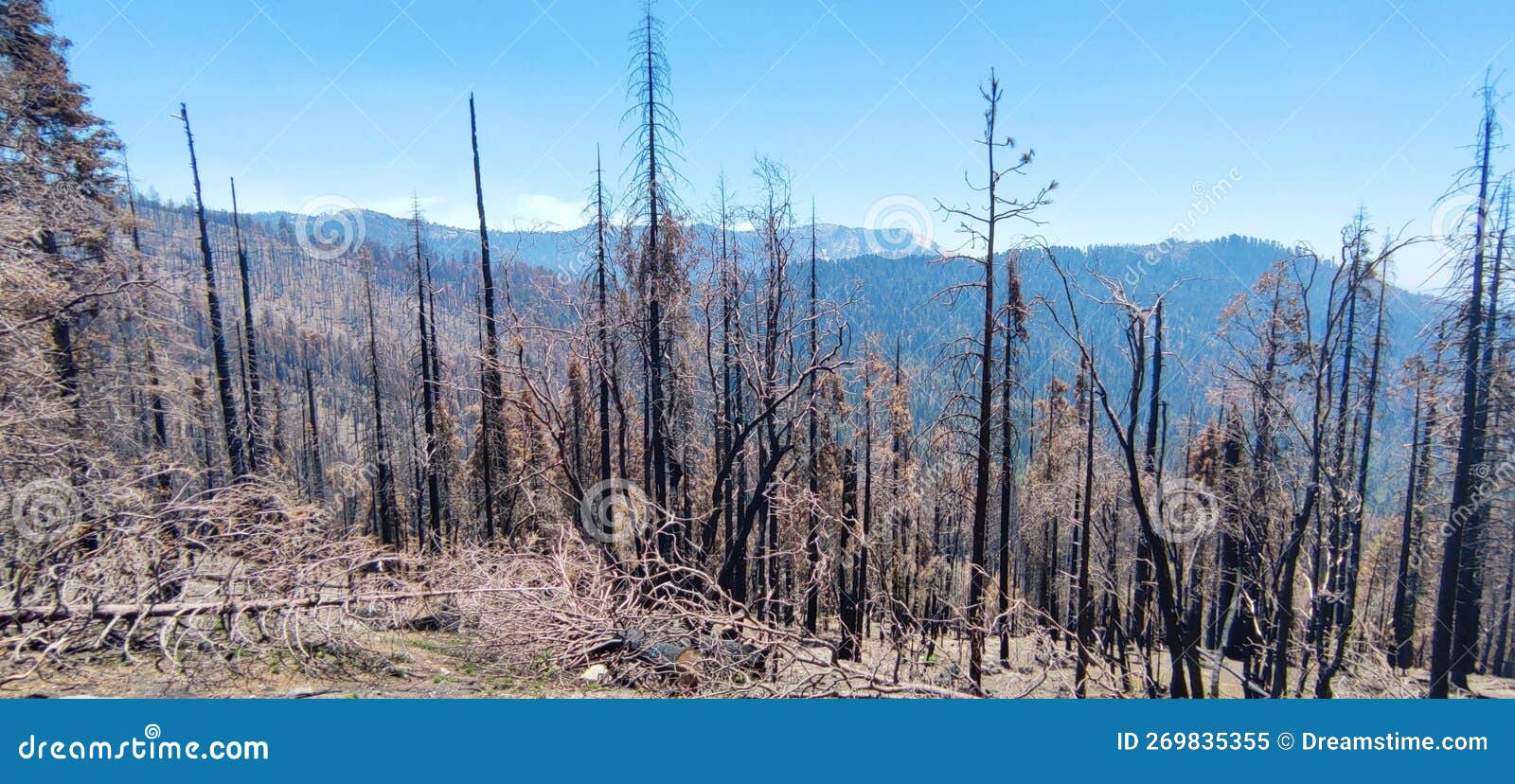 Dead Trees in Forest with Bright Blue Sky, Tranquil Nature Scene Stock ...