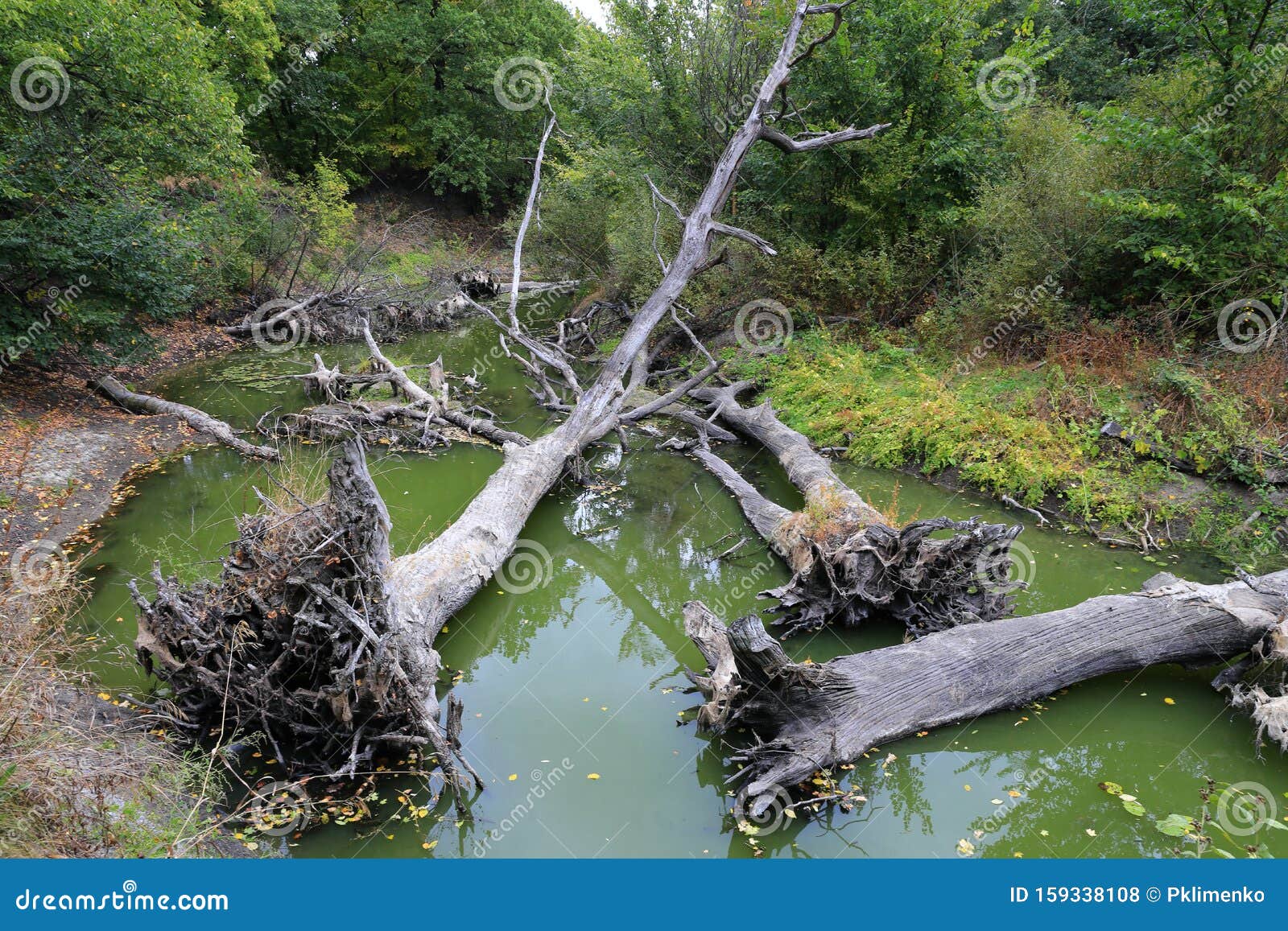 Dead trees in forest stock photo. Image of outdoor, nature - 159338108