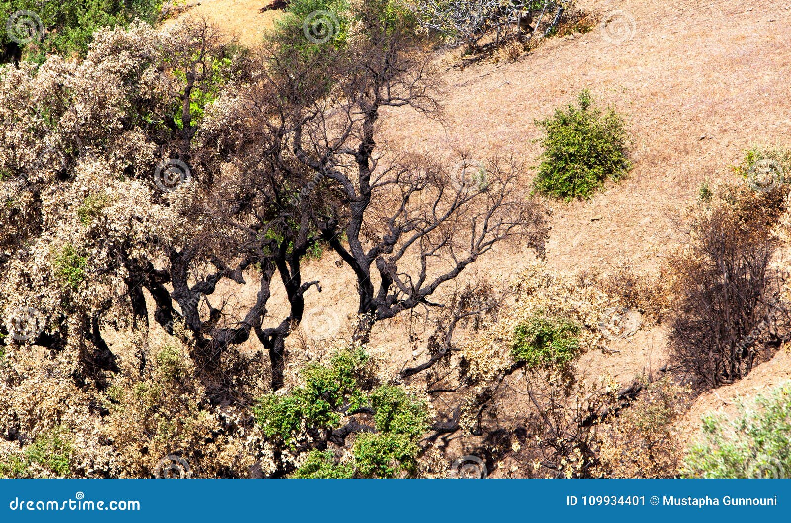 Dead Trees after Forest Fire Stock Image - Image of bushfire, black ...