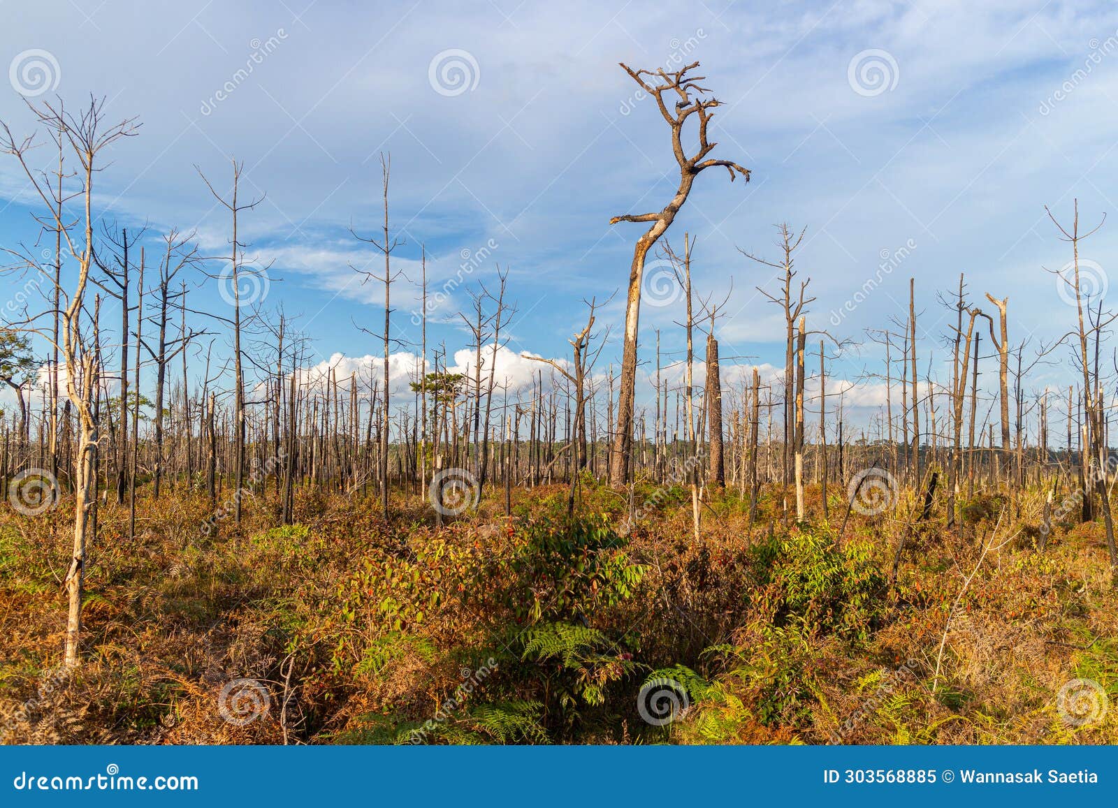 Dead Trees in the Forest after a Forest Fire in the Autumn Stock Image ...