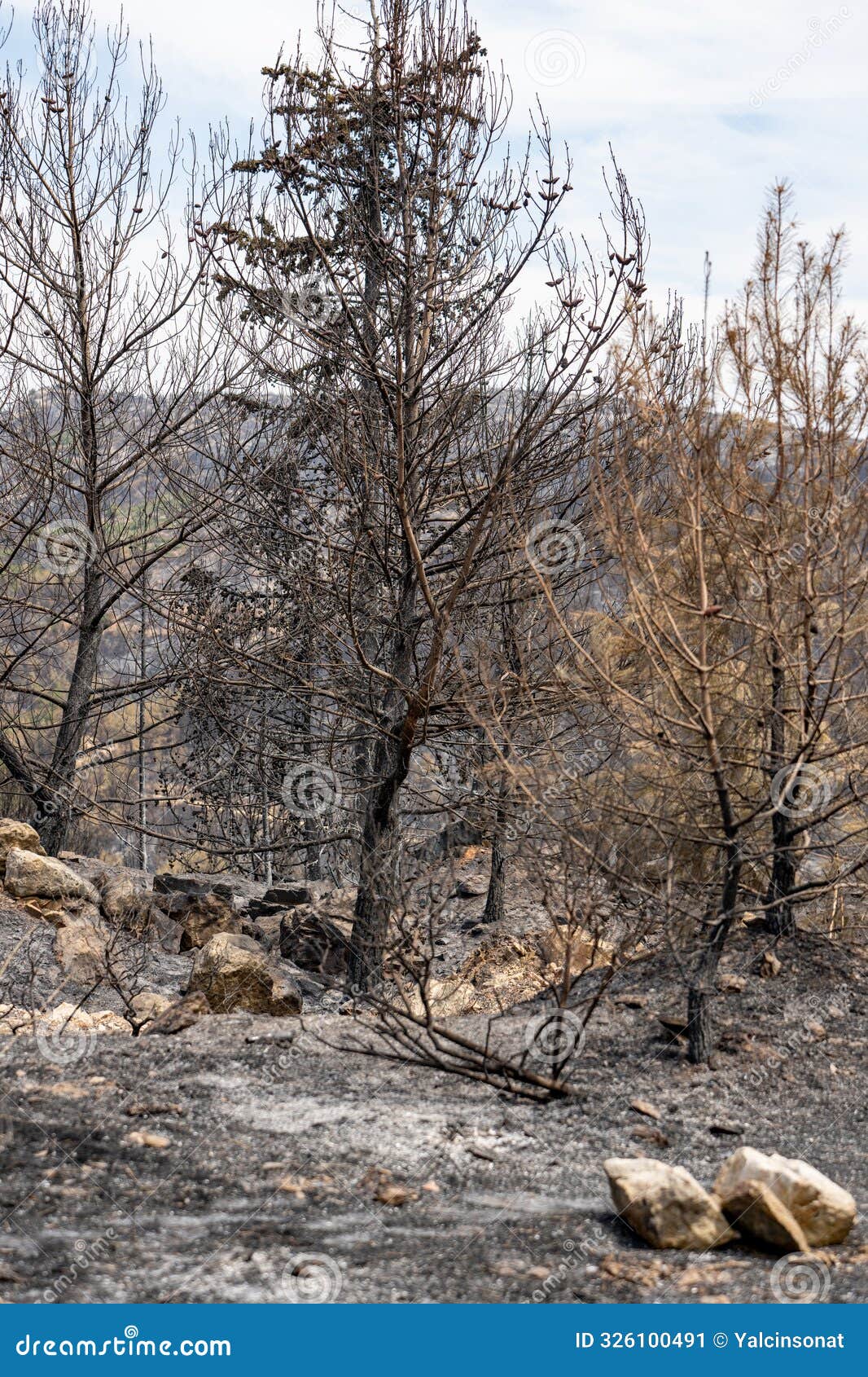Dead Trees and Dead Forest after a Massive Forest Fire. Natural ...