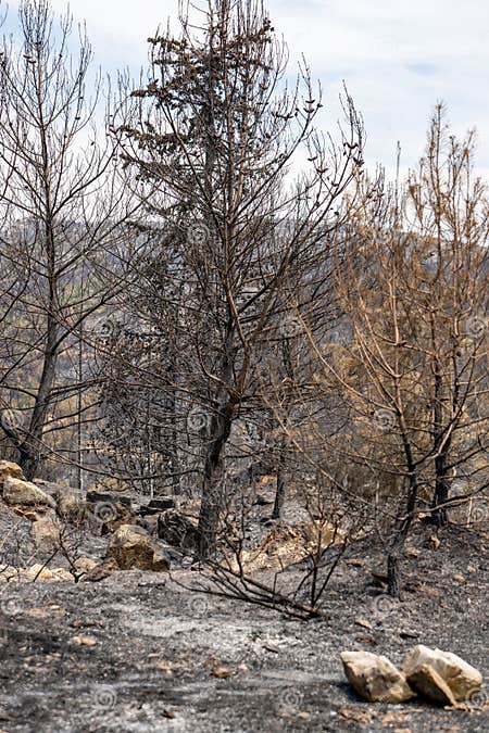 Dead Trees and Dead Forest after a Massive Forest Fire. Natural ...