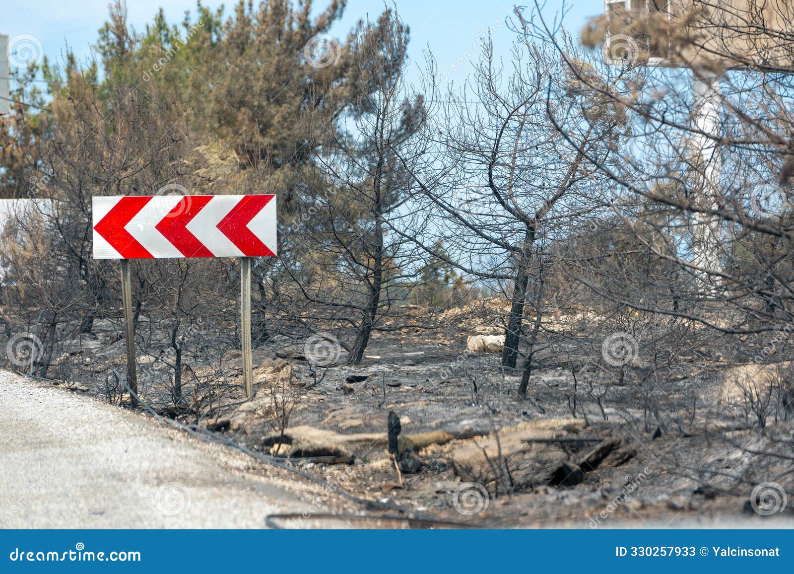 Dead Trees and Dead Forest after a Massive Forest Fire. Natural ...