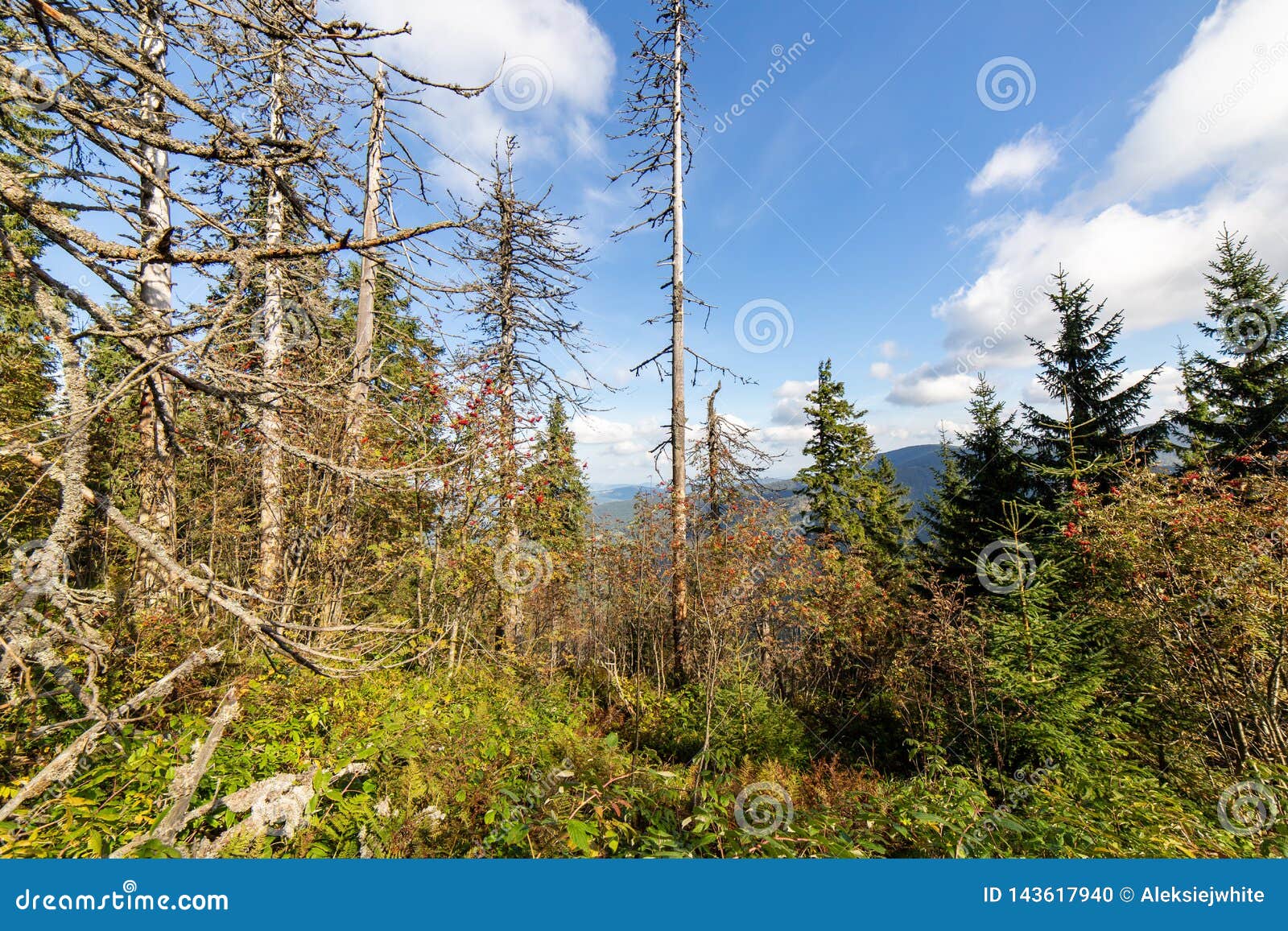 An Old Withered Pine Tree. Stock Photography | CartoonDealer.com #209771450