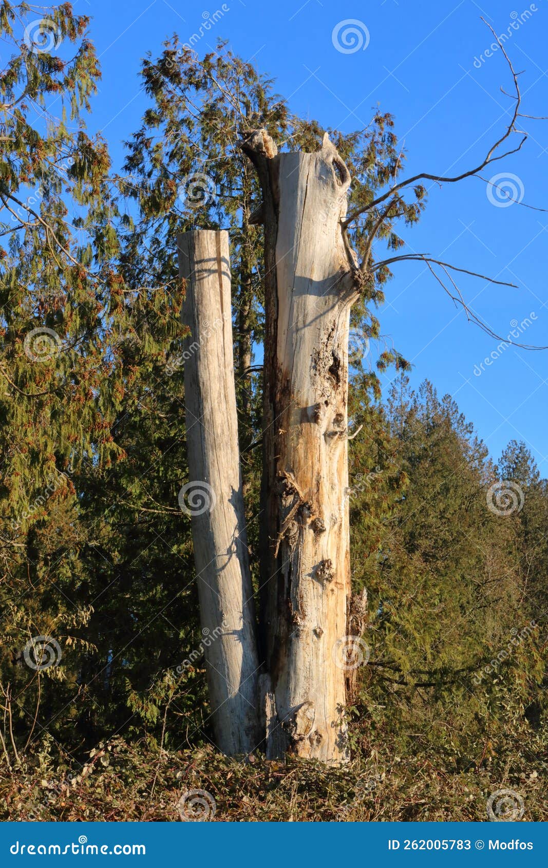 Dead Trees in Forested Area Stock Image - Image of global, trunk: 262005783