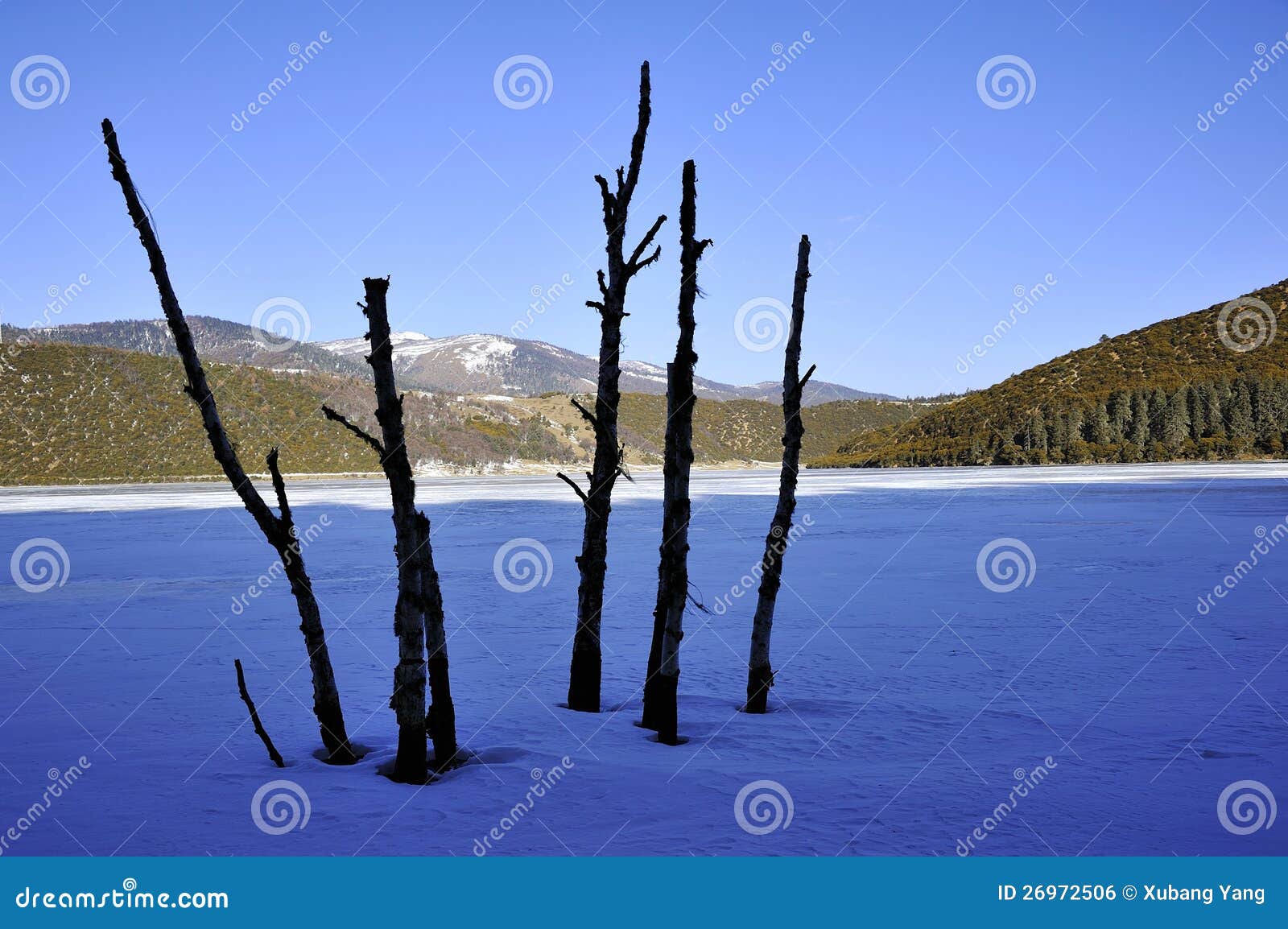Dead trees and frozen lake stock photo. Image of blue - 26972506