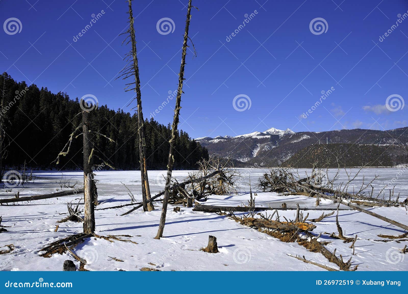 Dead trees and frozen lake stock image. Image of tree - 26972519