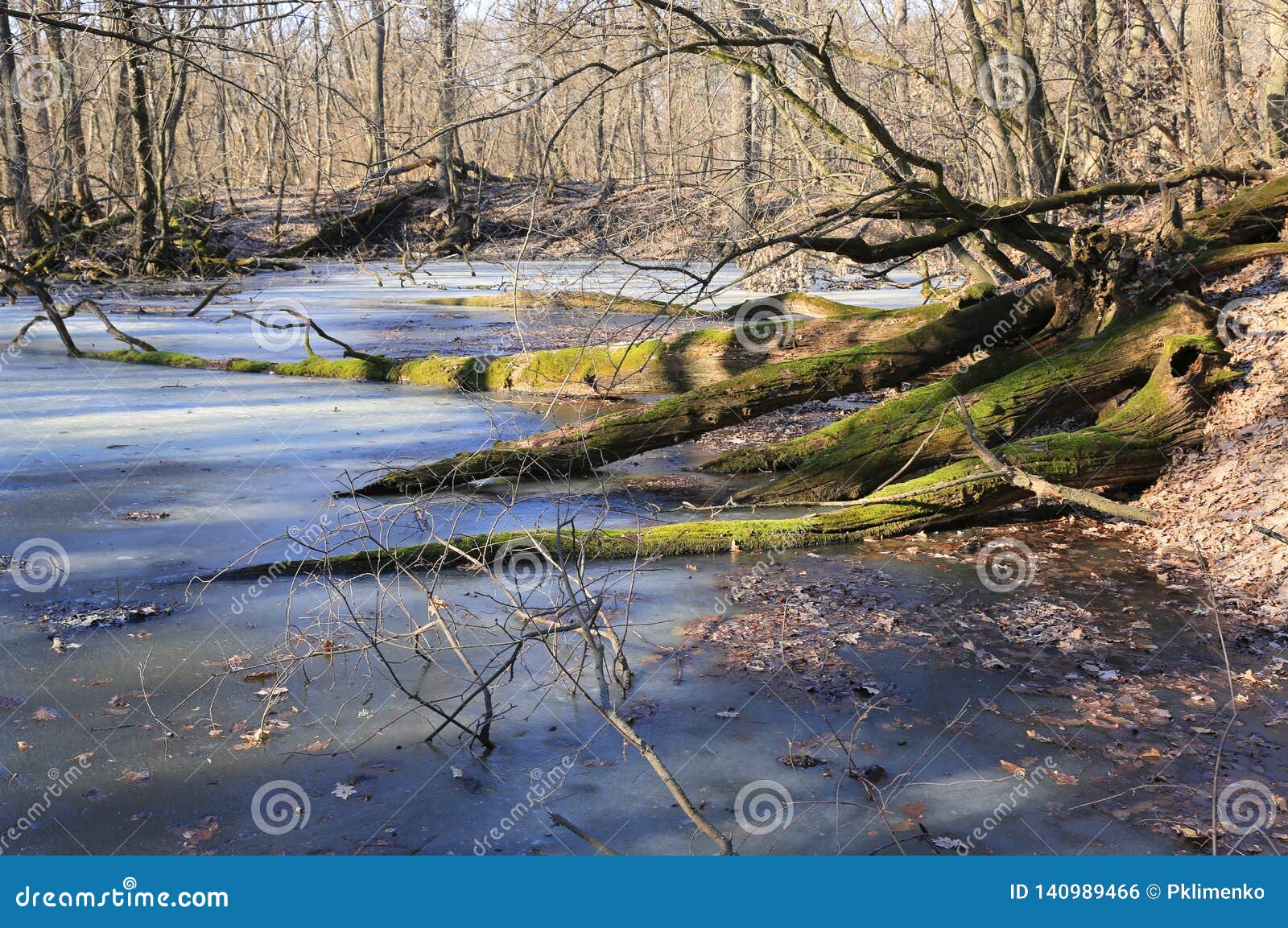 Dead trees on frozen swamp stock photo. Image of scenic - 140989466