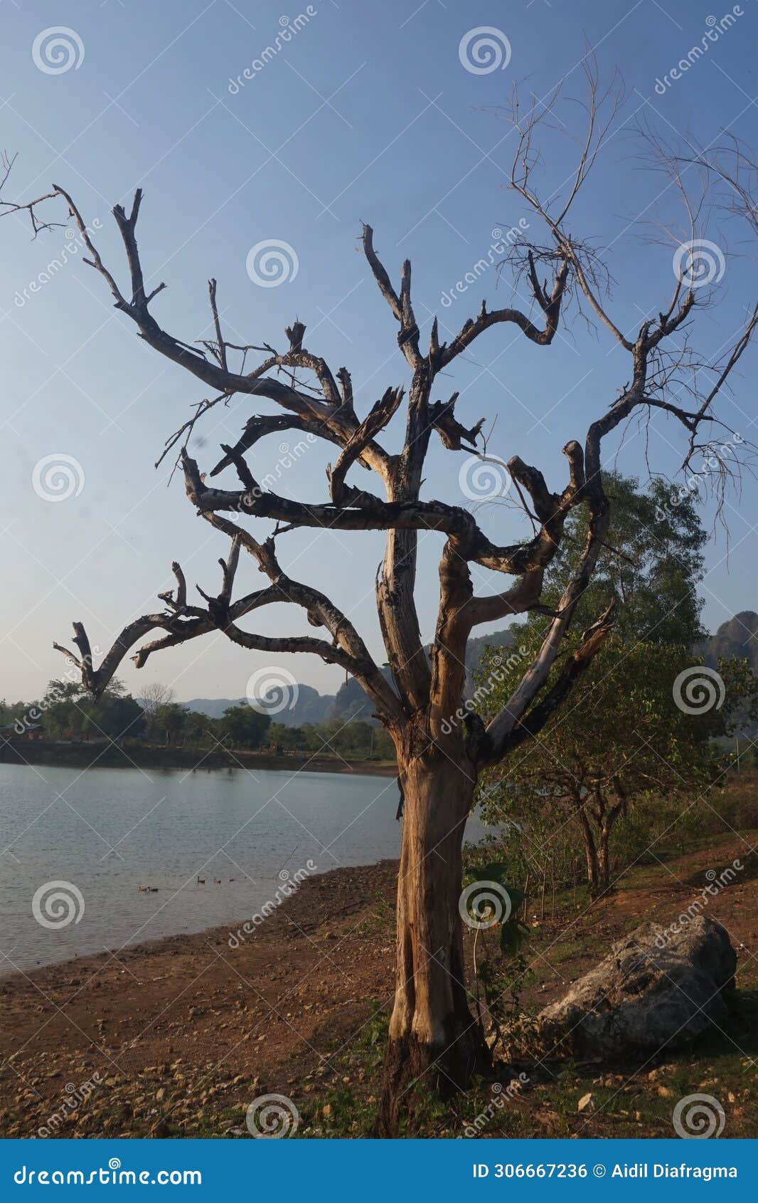 Dead Trees and Dead Grass on the Shore Stock Photo - Image of beauty ...