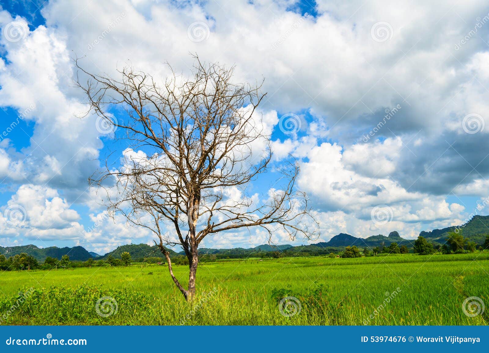 Dead trees stock photo. Image of texas, green, tree, flowers - 53974676