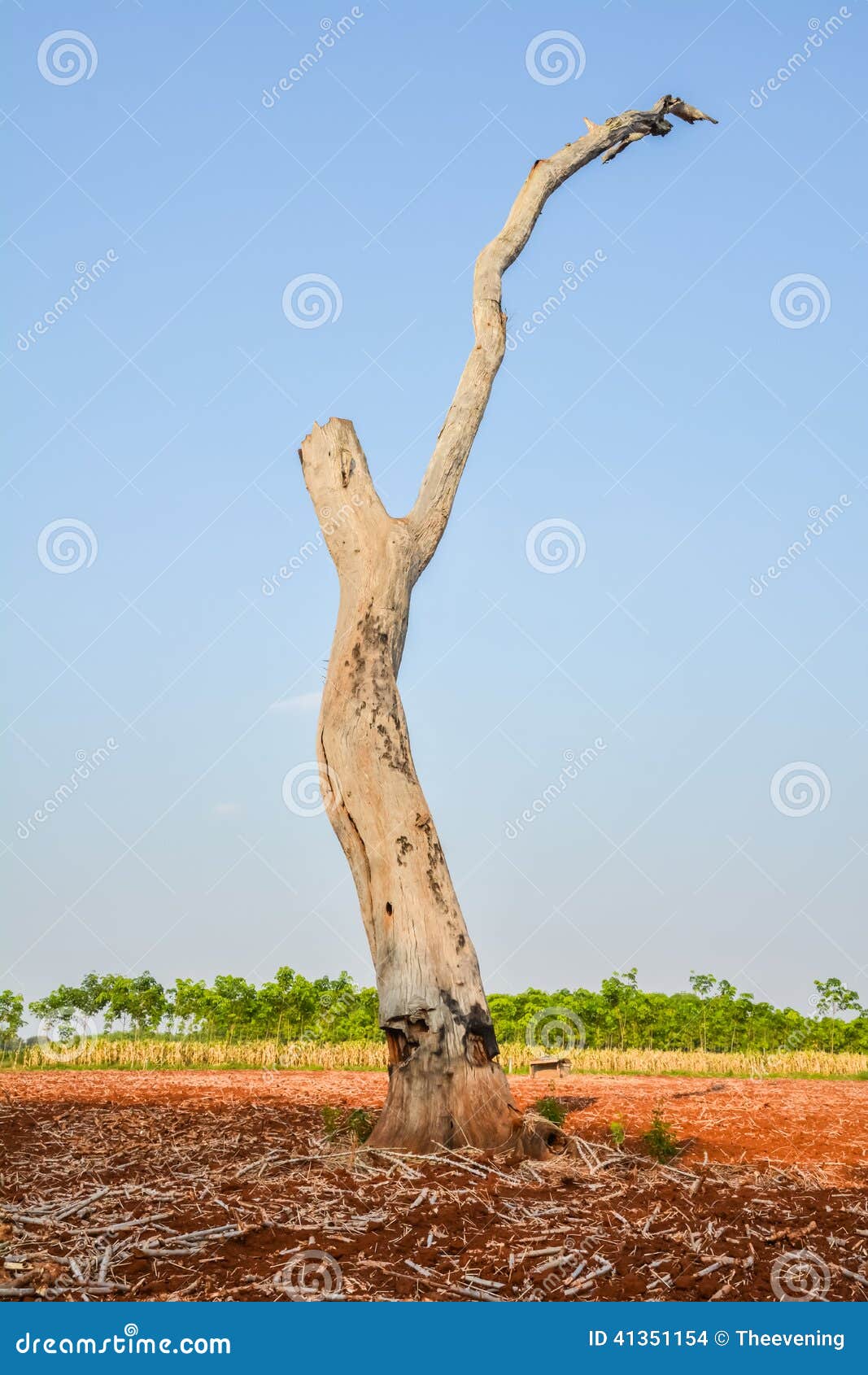 Dead trees stock photo. Image of brown, field, cloud - 41351154