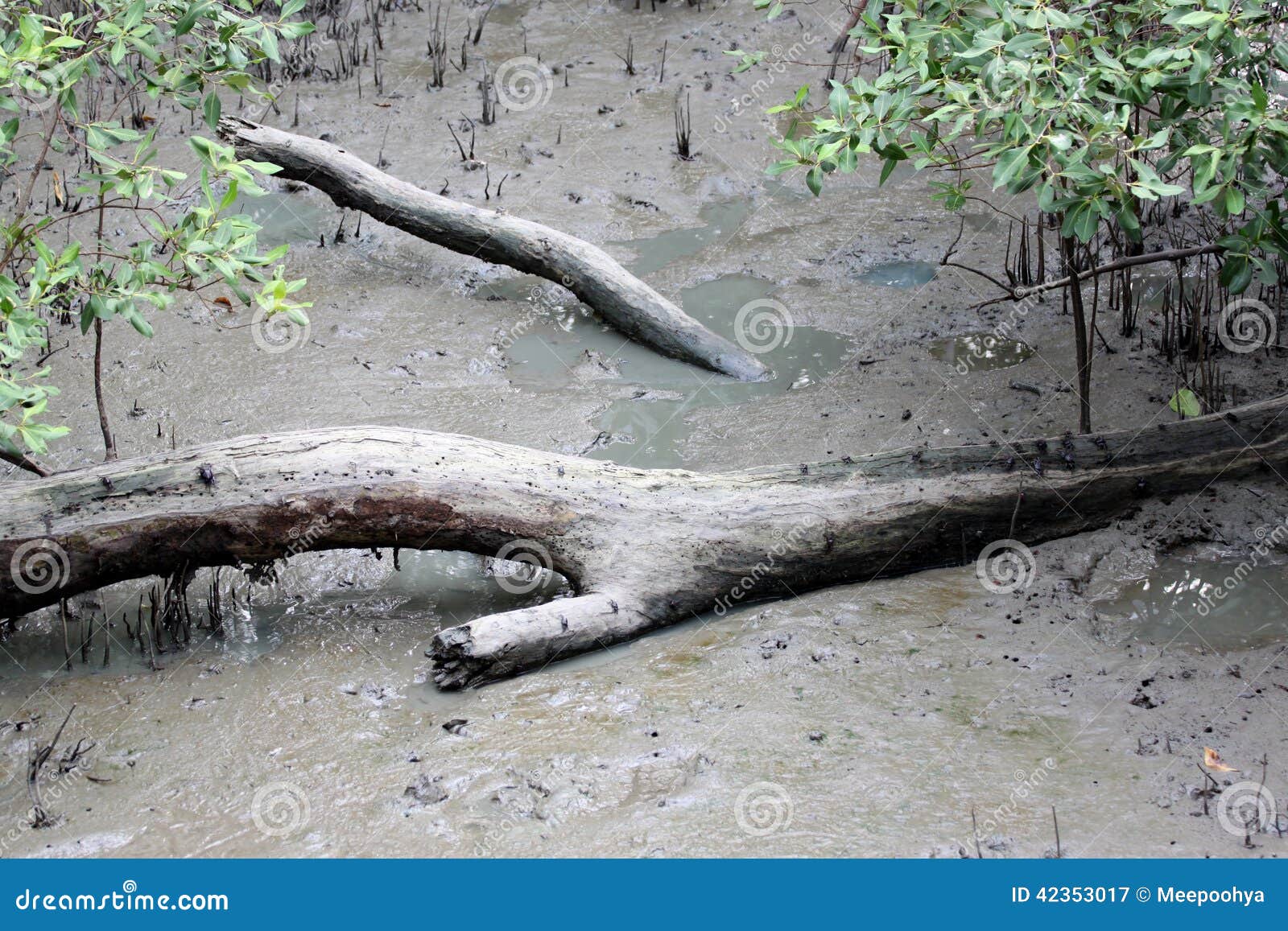 Dead Trees Inside the Mangrove Forest Area. Stock Image - Image of ...