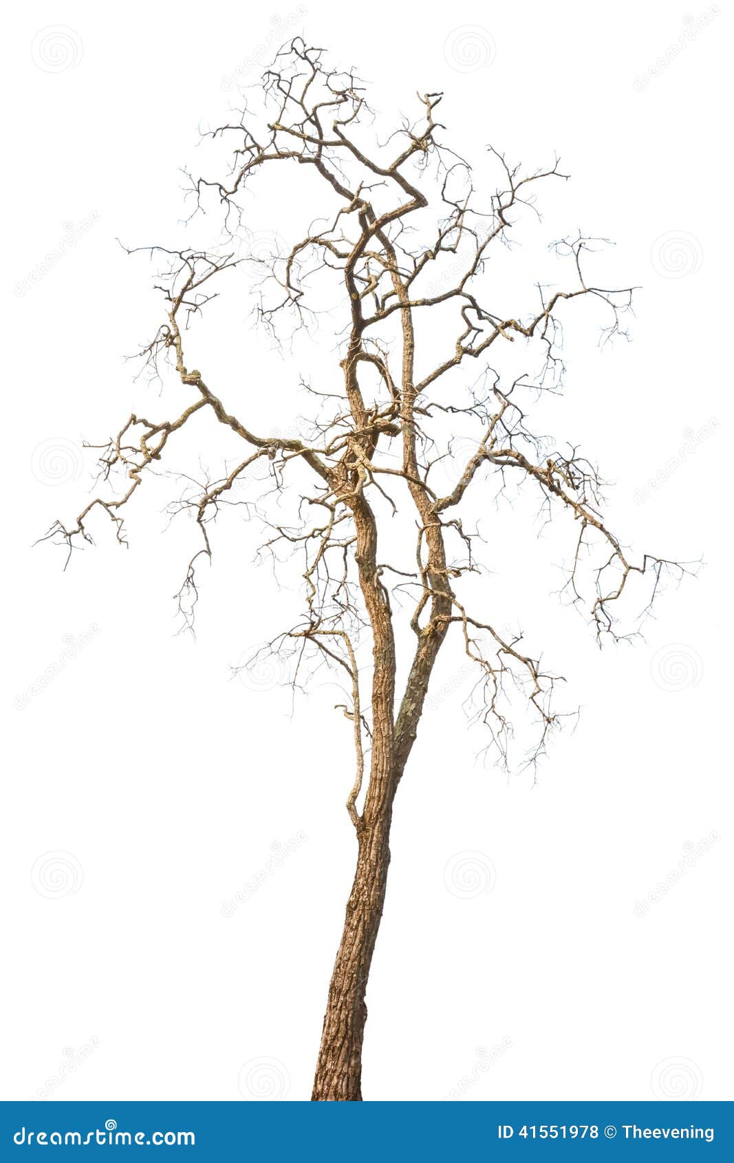 Dead trees isolated stock photo. Image of diseased, plant - 41551978