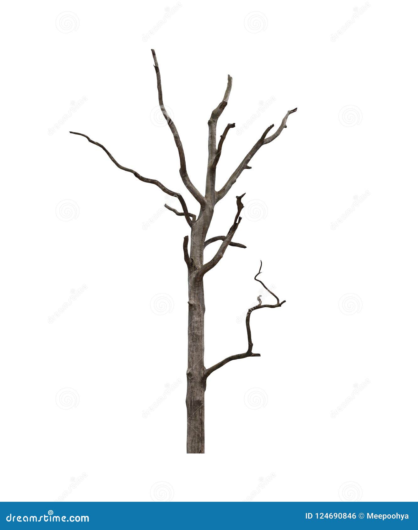 Dead Trees Isolated on the White. Stock Photo - Image of plants ...