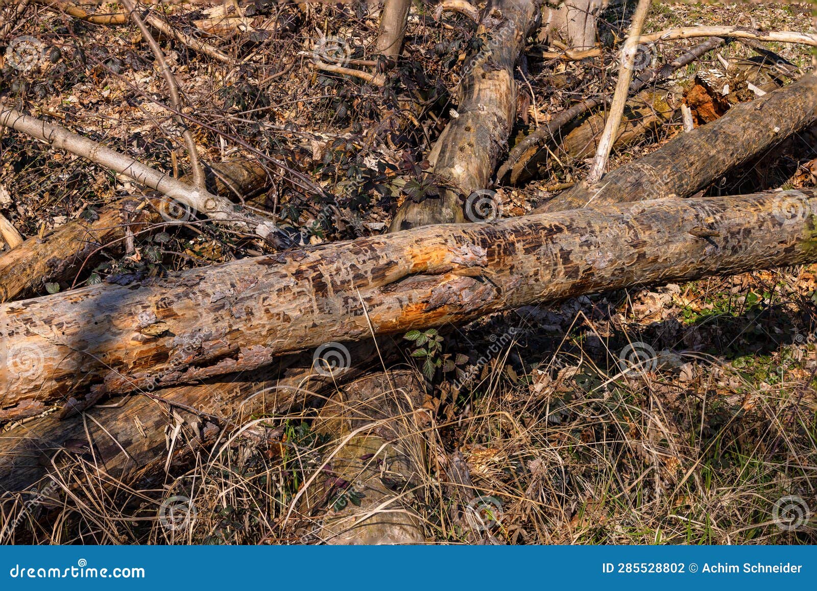Dead Tree Trunks Marked by Insect Infestation in Forest Weakened by ...