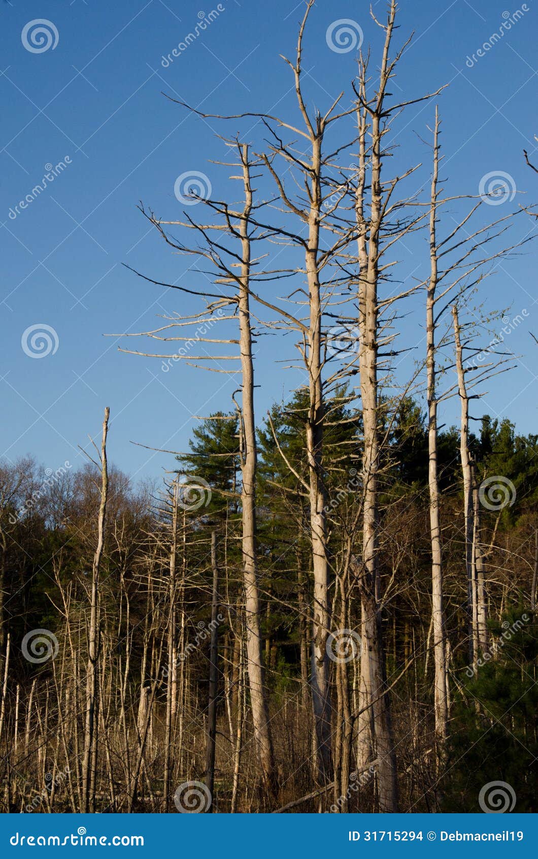 Dead Trees stock photo. Image of skeleton, pine, blue - 31715294