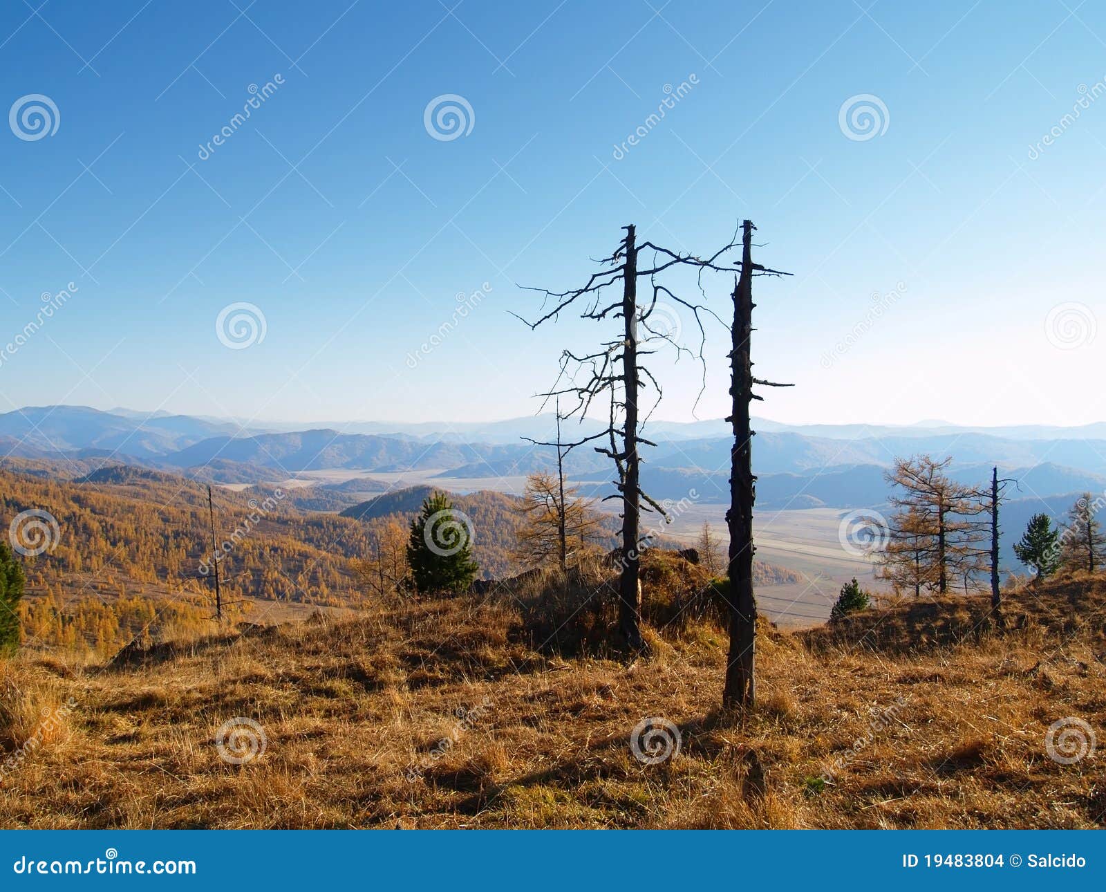 Dead Trees in the Mountains Stock Photo - Image of woods, altay: 19483804