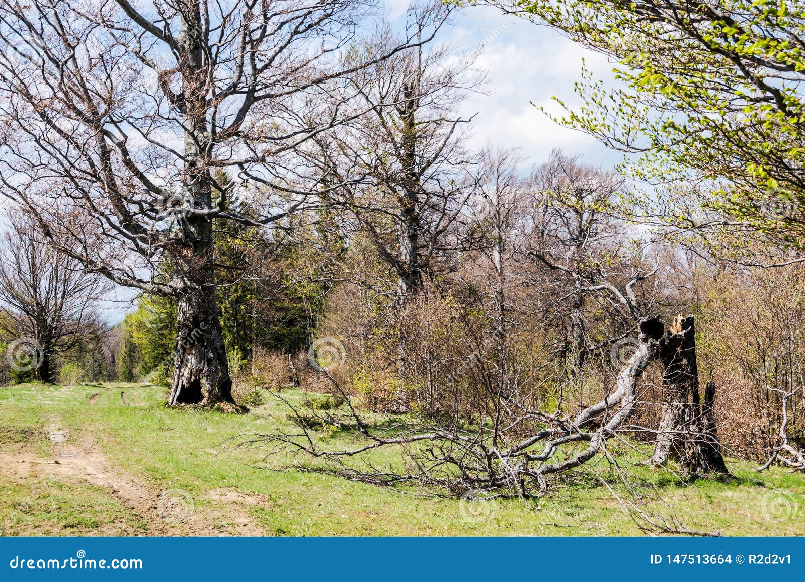 Dead trees near the forest stock photo. Image of spring - 147513664