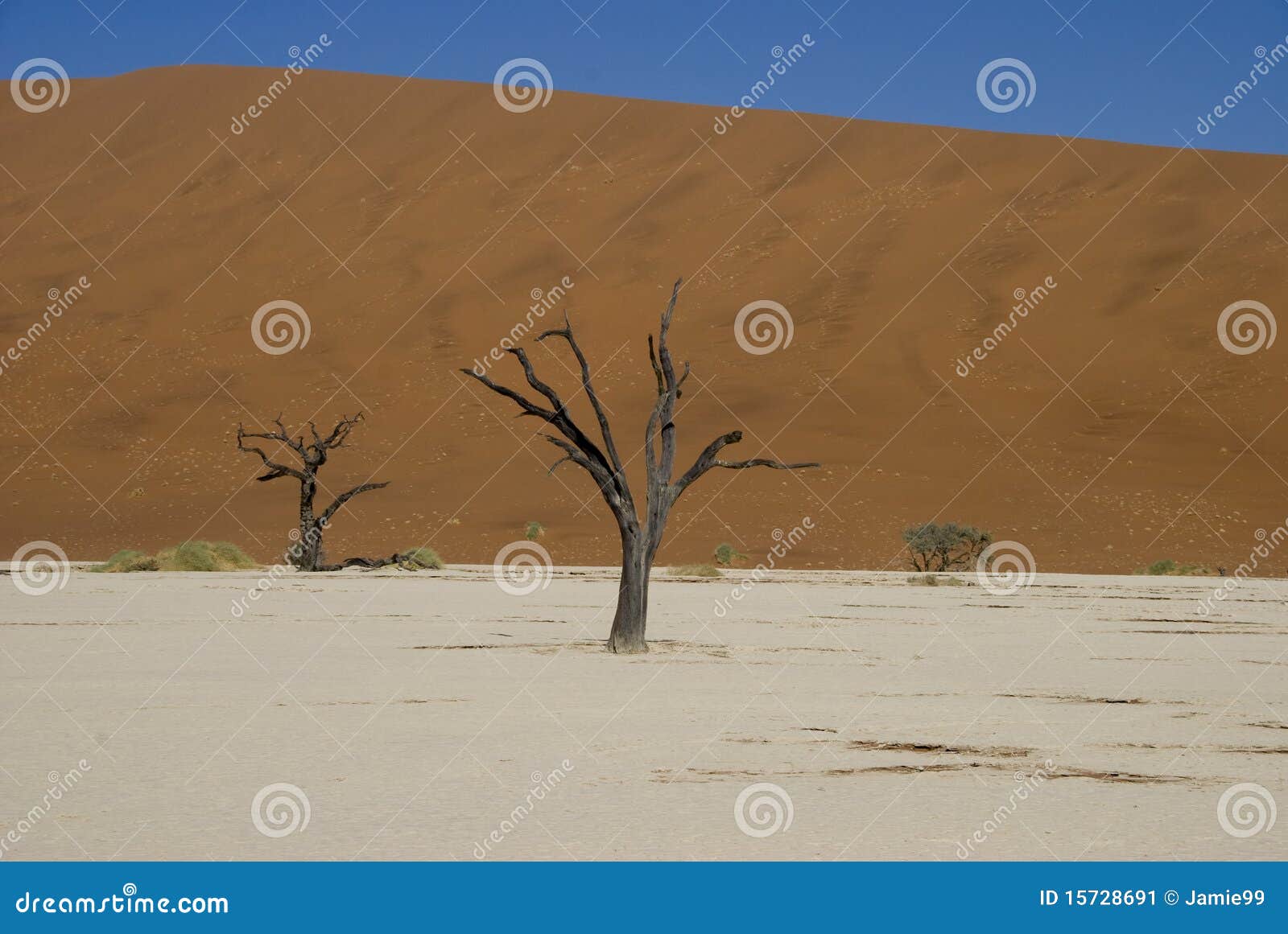 Dead Trees Standing Upright In The Water,cloudy Sky In The Background ...