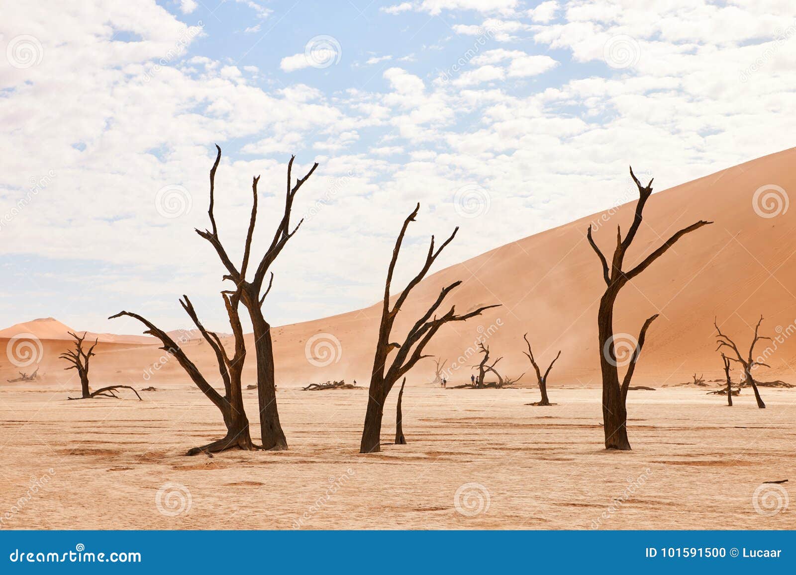 Dead trees in Namibia stock photo. Image of scenery - 101591500