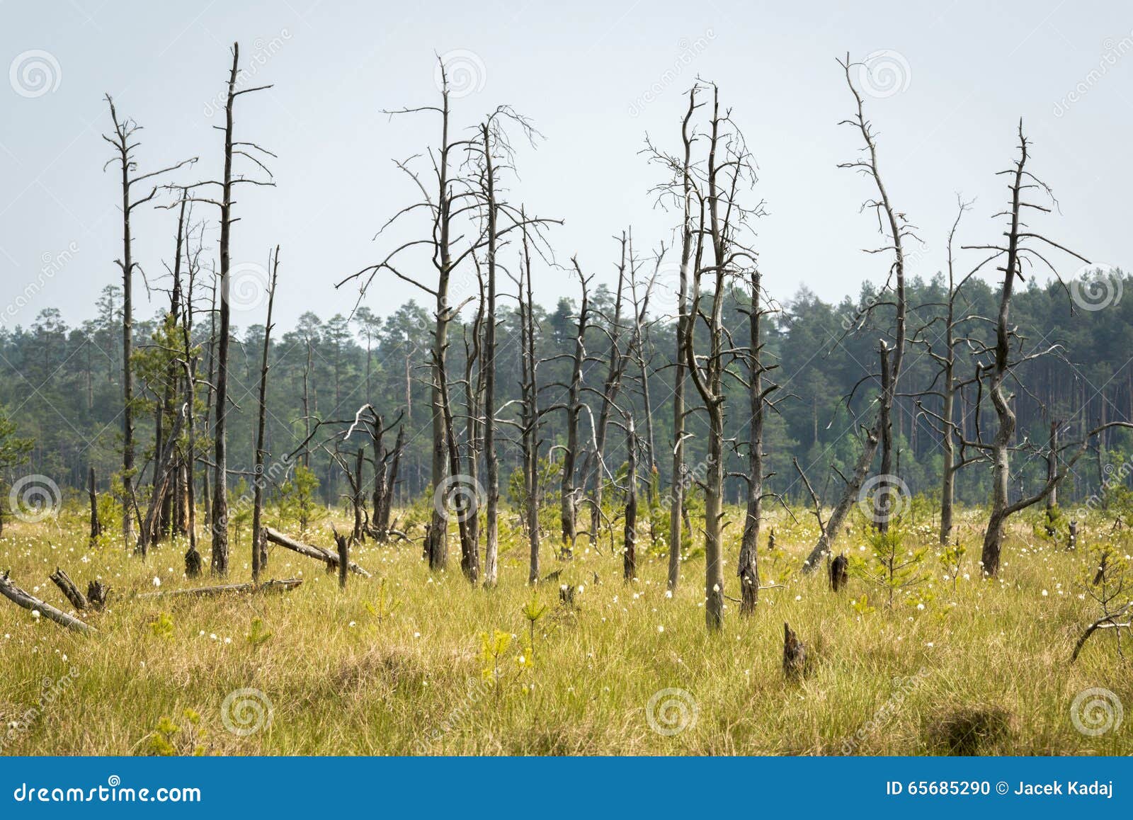 Dead Trees in the Obary Peat Bog in Poland Stock Photo - Image of ...