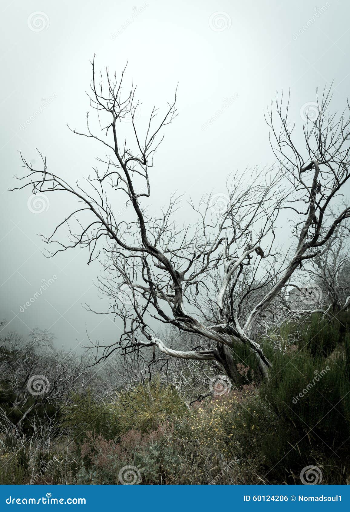Dead trees stock photo. Image of bush, frightening, muddy - 60124206