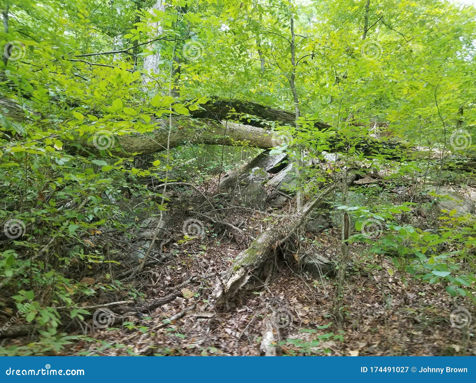 Dead trees in the park stock image. Image of trees, woods - 174491027
