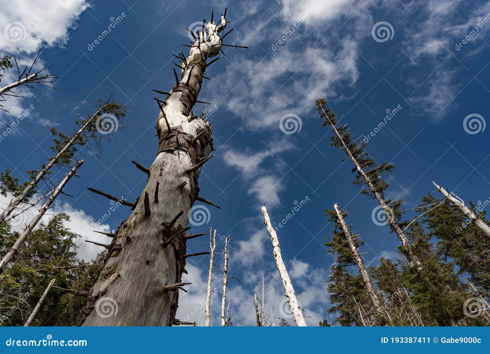 Dead trees landscape stock image. Image of climate, light - 193387411