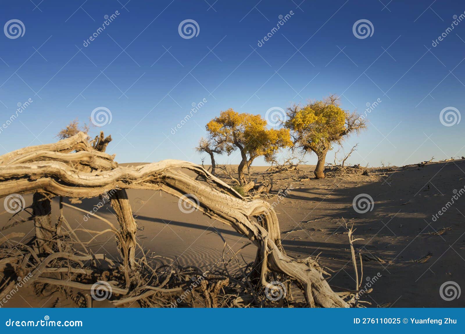 Dead Trees and Populus Euphratica in the Desert Under the Blue Sky ...