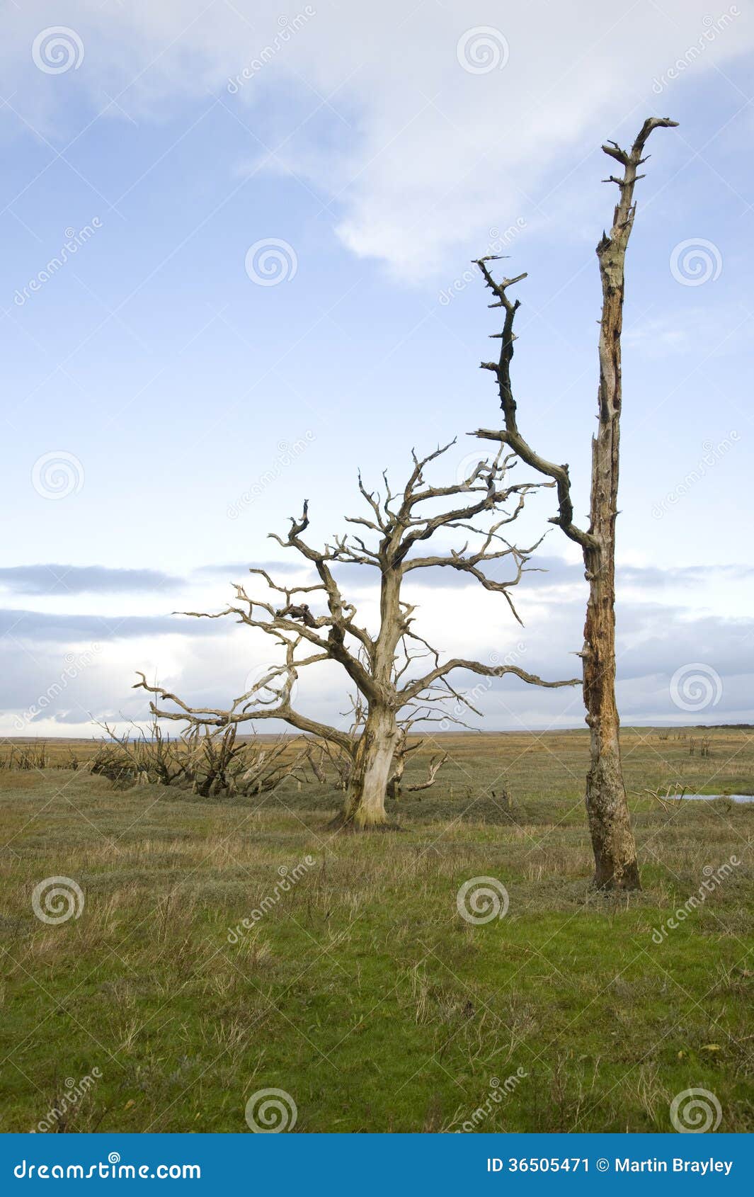 Dead trees Porlock Bay stock image. Image of dead, idyllic - 36505471