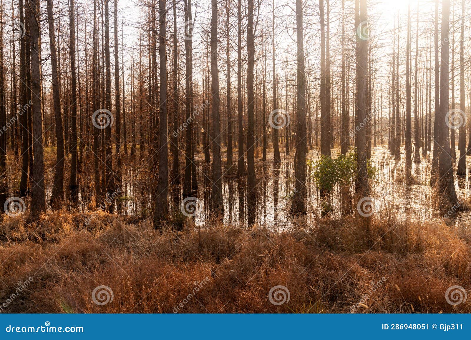 Dead Trees Reflected in Swamp Water Stock Image - Image of reddish ...
