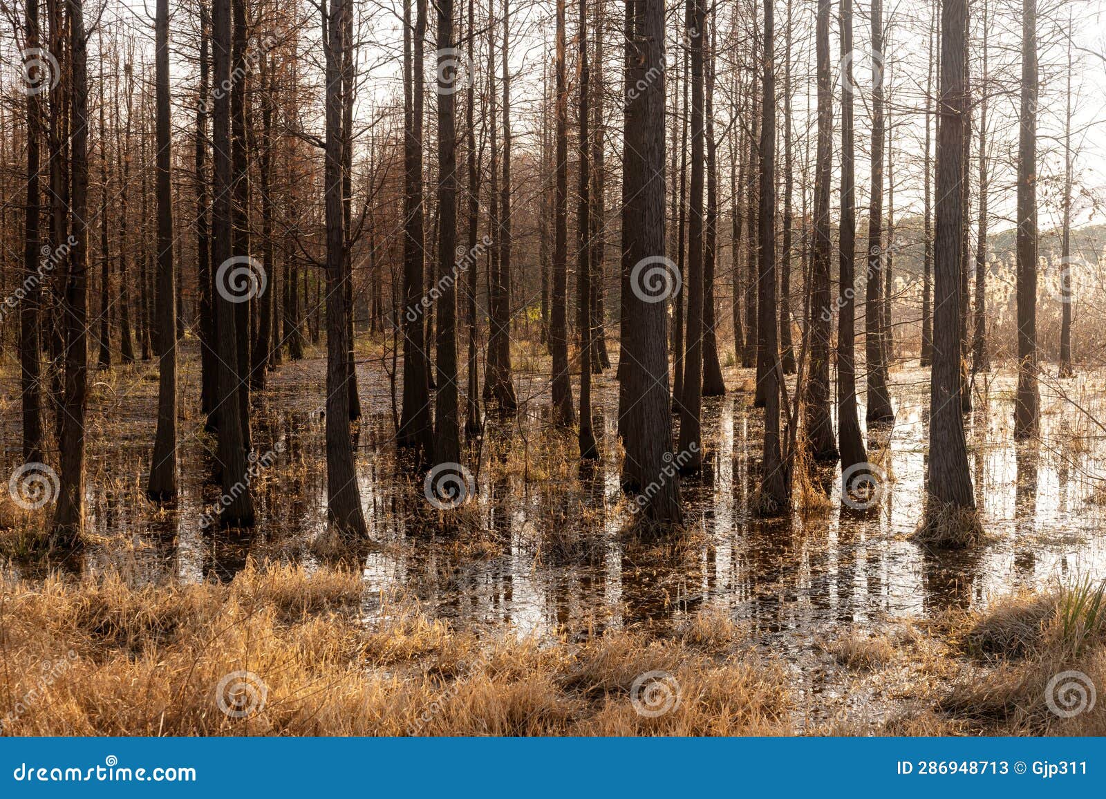 Dead Trees Reflected in Swamp Water Stock Image - Image of neck ...
