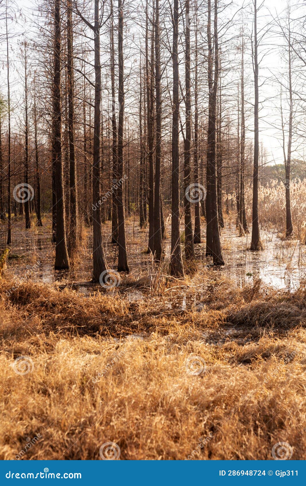 Dead Trees Reflected in Swamp Water Stock Photo - Image of swamp, marsh ...