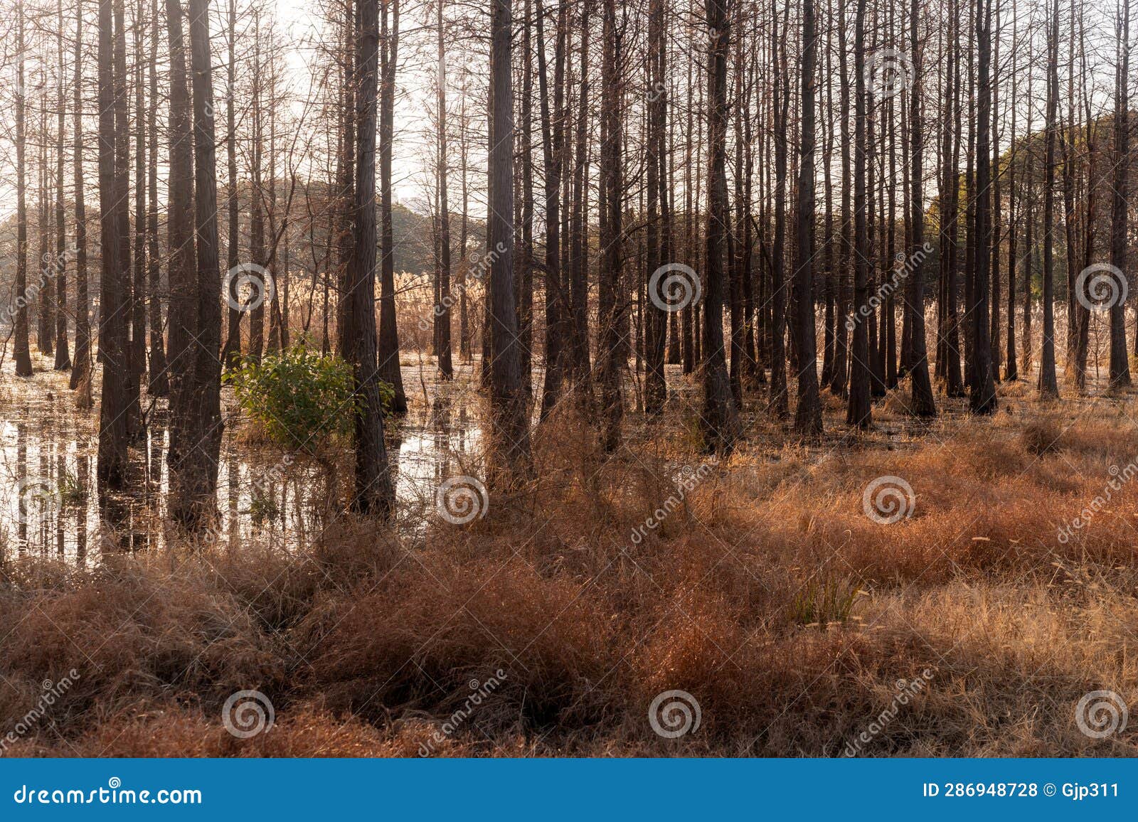 Dead Trees Reflected in Swamp Water Stock Photo - Image of reeds ...
