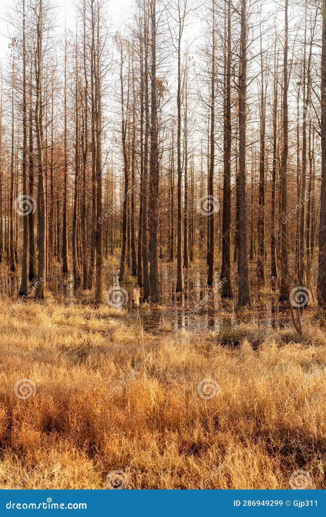 Dead Trees Reflected in Swamp Water Stock Image - Image of reddish ...