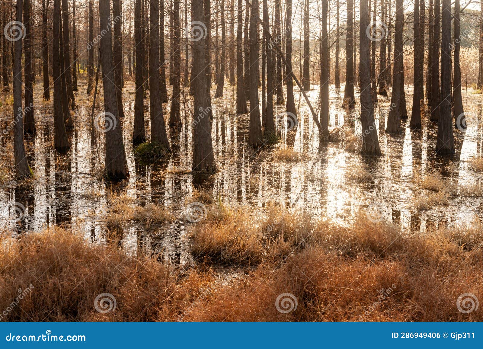 Dead Trees Reflected in Swamp Water Stock Photo - Image of lakeside ...