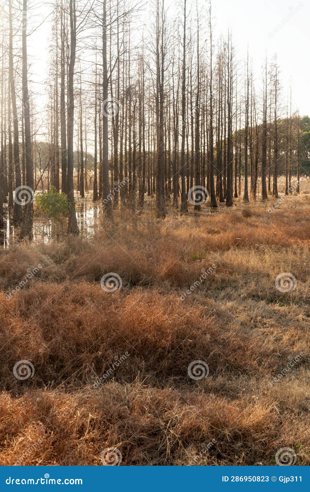 Dead Trees Reflected in Swamp Water Stock Image - Image of wild ...