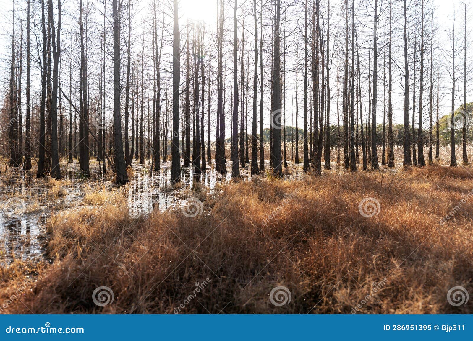Dead Trees Reflected in Swamp Water Stock Image - Image of white, view ...