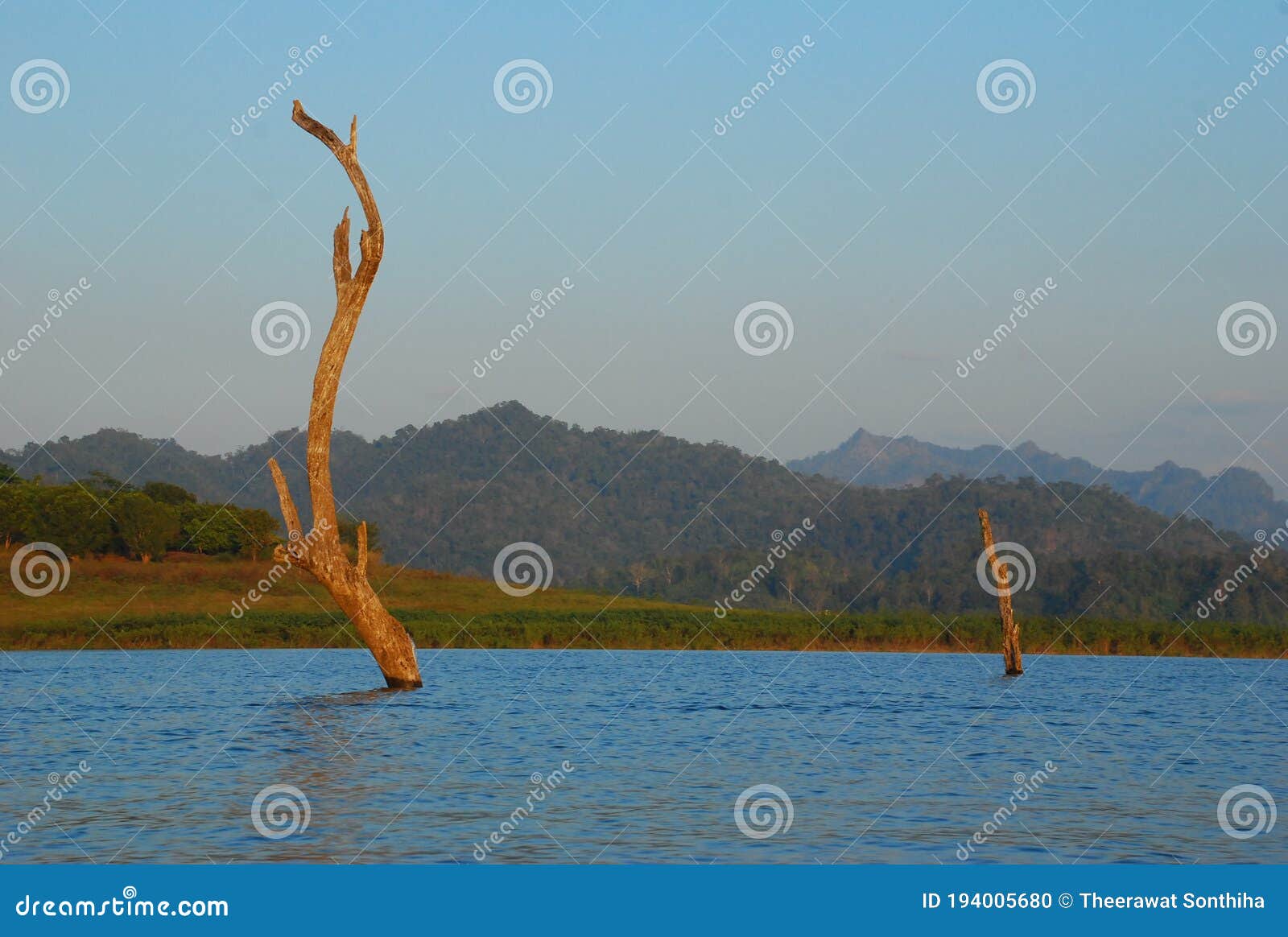 The Dead Trees in the River. Stock Photo - Image of morning, beautiful ...
