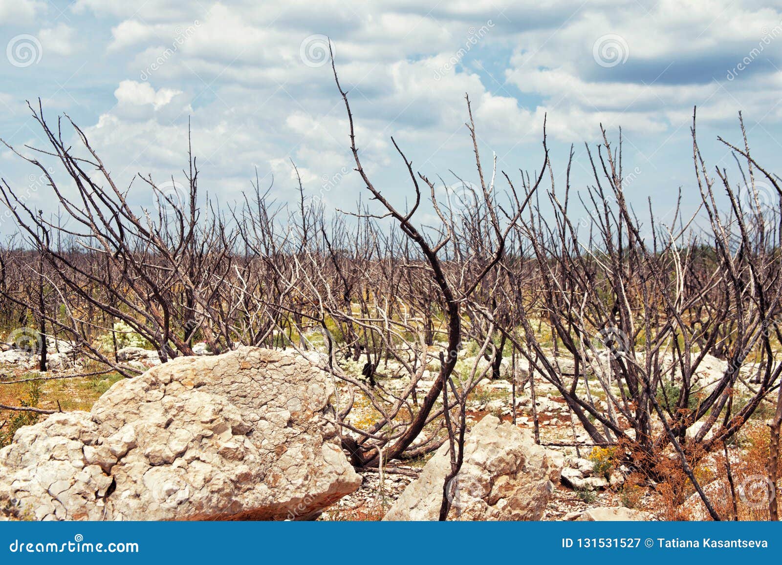 Dead trees after the fire stock image. Image of forest - 131531527